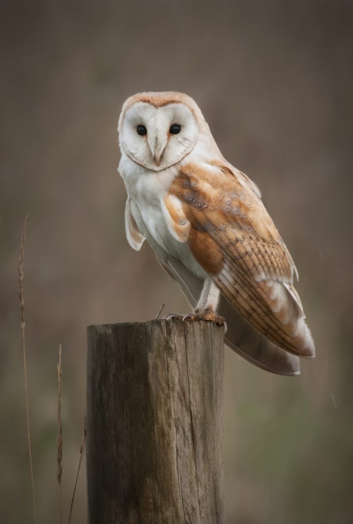 A Field Guide to Common Owl Species - Countryside